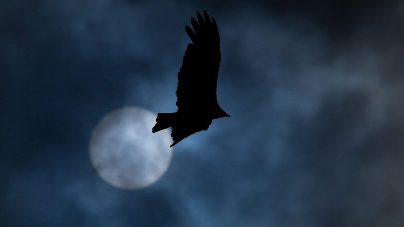 medhum.org – A Lens on Human Experience